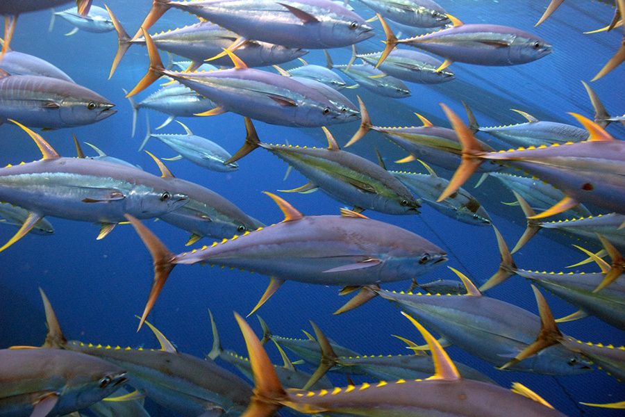 Earth Observations for Tuna Fisheries Management Workshop Series - GEO ...