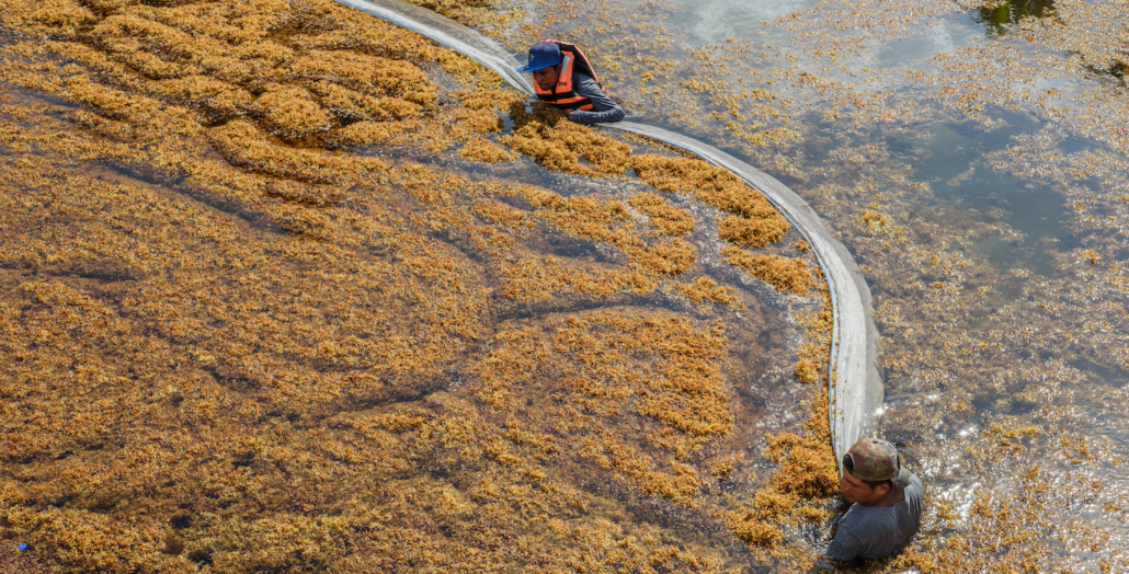 GeoBluePlanet Sargassum - GEO Blue Planet