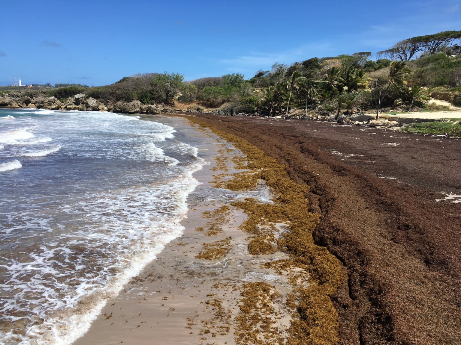 The Sargassum Information Hub: A collaborative approach to a common ...