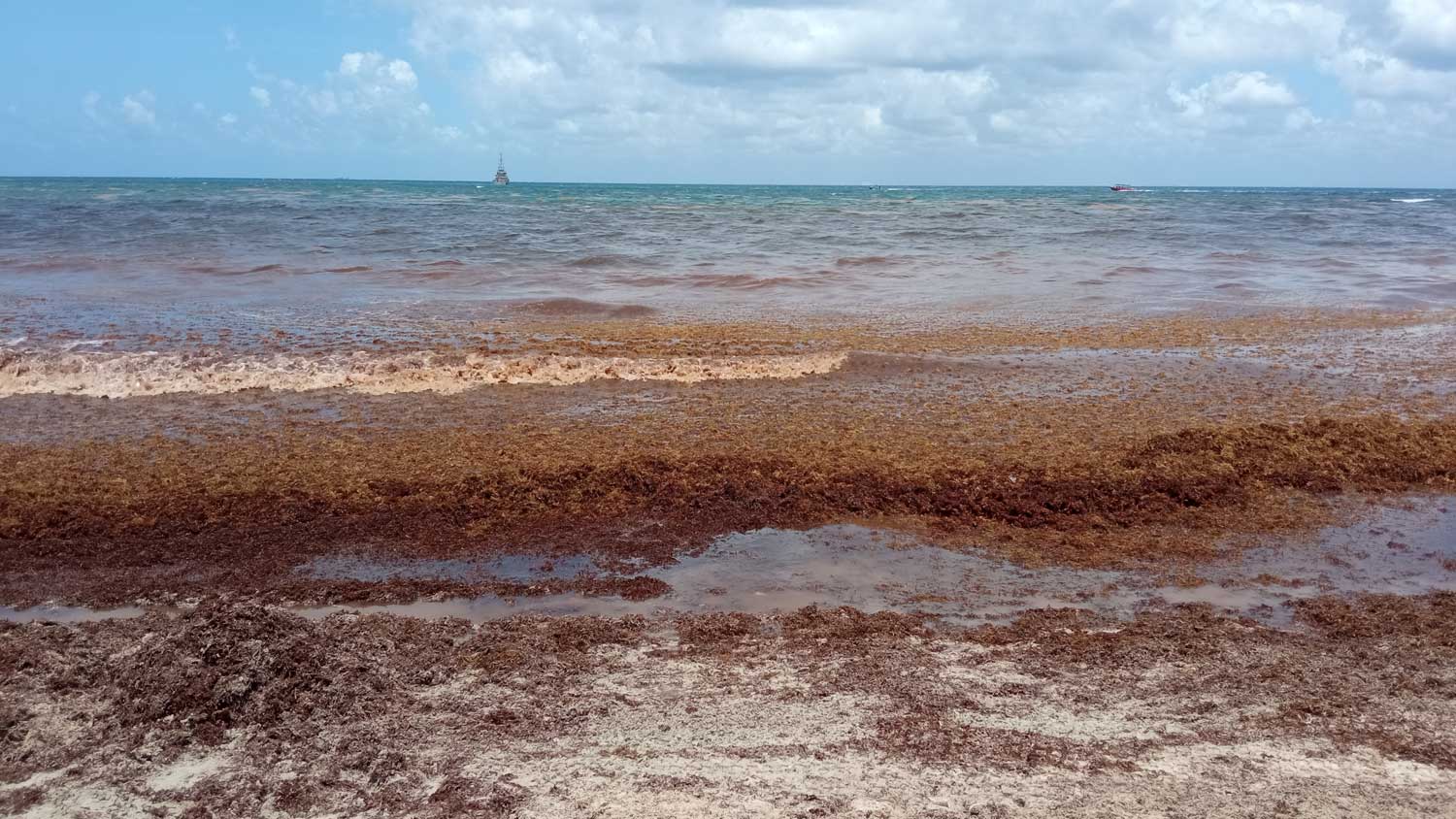 The Sargassum Information Hub: A collaborative approach to a common ...