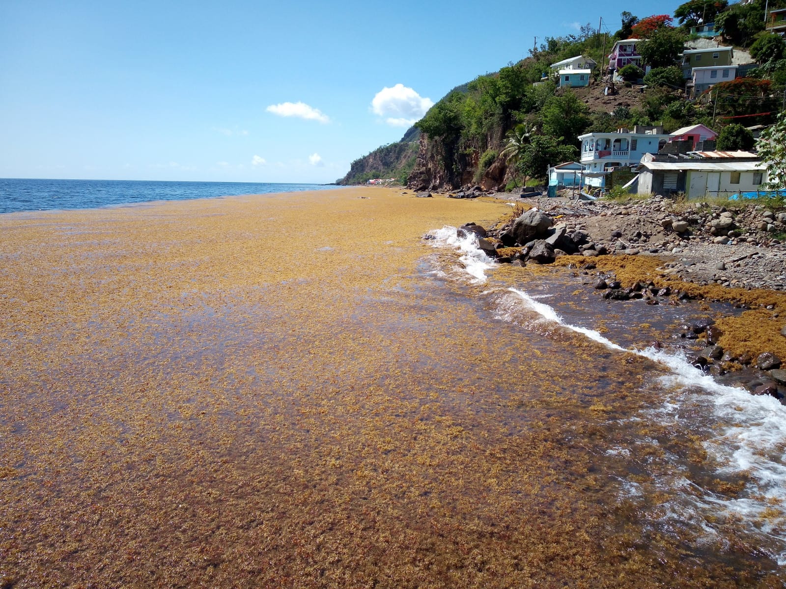 The Sargassum Information Hub: A collaborative approach to a common ...